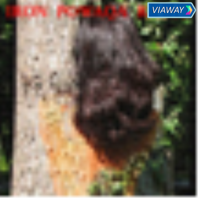 Listen Iron Powaqa Radio on Viaway